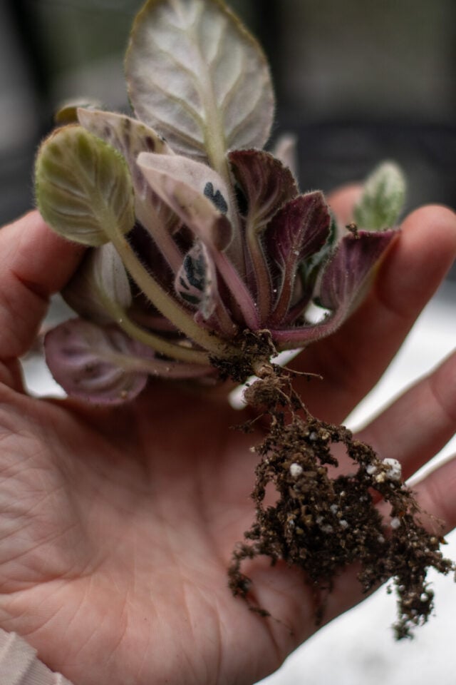 How & When to Repot African Violets & My Perfect Soil Mix