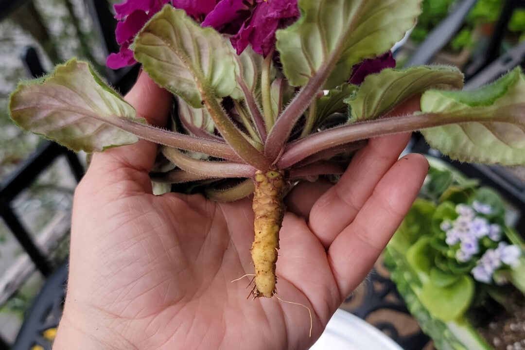 How & When to Repot African Violets & My Perfect Soil Mix