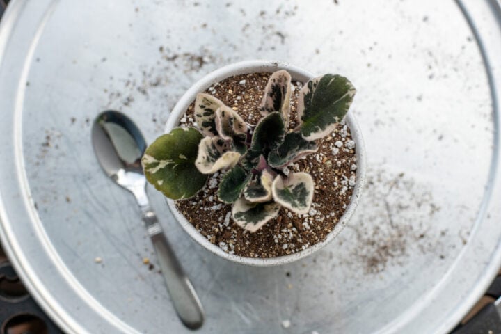 How & When to Repot African Violets & My Perfect Soil Mix