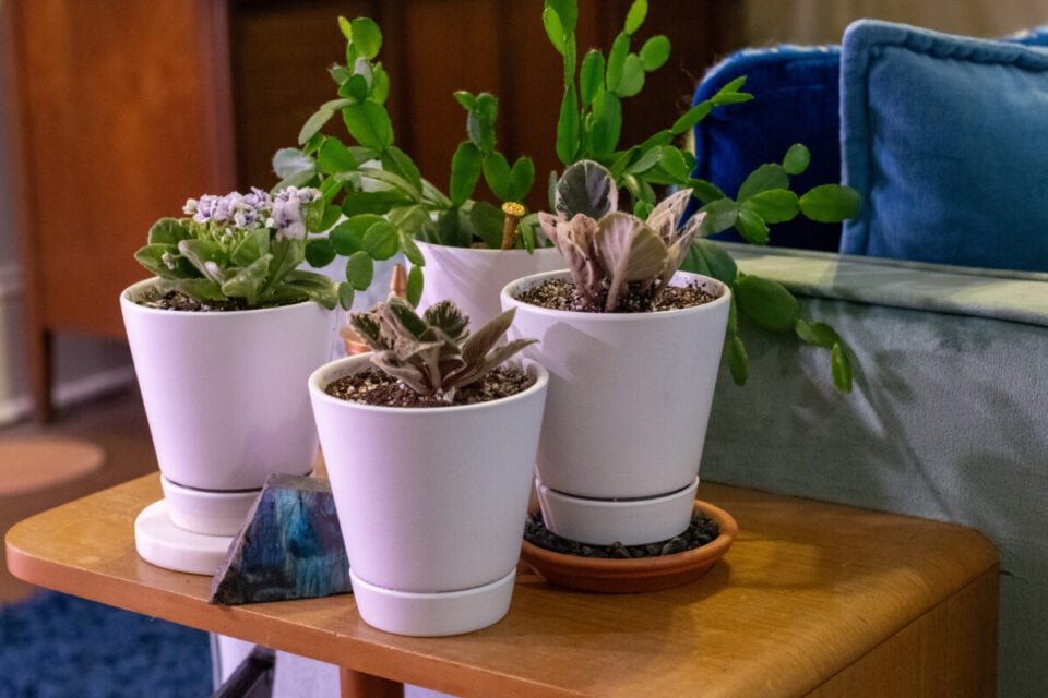 How & When to Repot African Violets & My Perfect Soil Mix