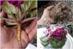 How & When to Repot African Violets & My Perfect Soil Mix