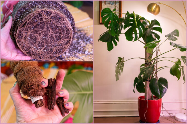 How to Repot a Staked Monstera - It's Easy