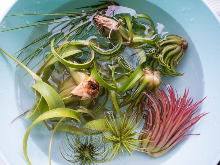 Air Plants: 10 Things You Need To Know About Growing Tillandsia