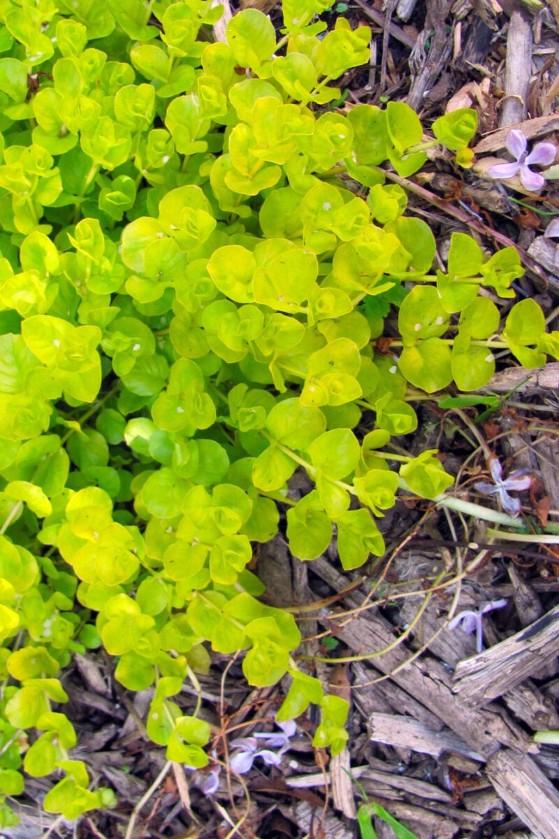 10 Tips To Outsmart Pesky Weeds