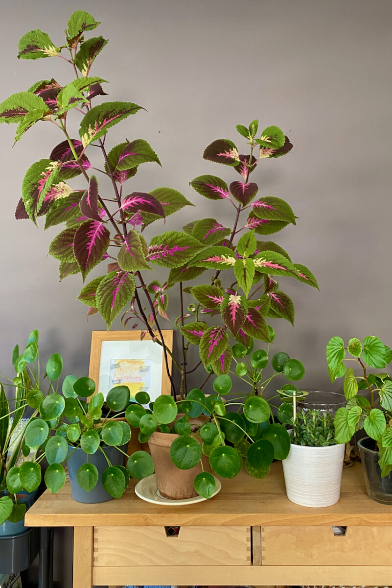 5 Outdoor Plants You Can Turn Into Houseplants + Tips to Bring Them Inside