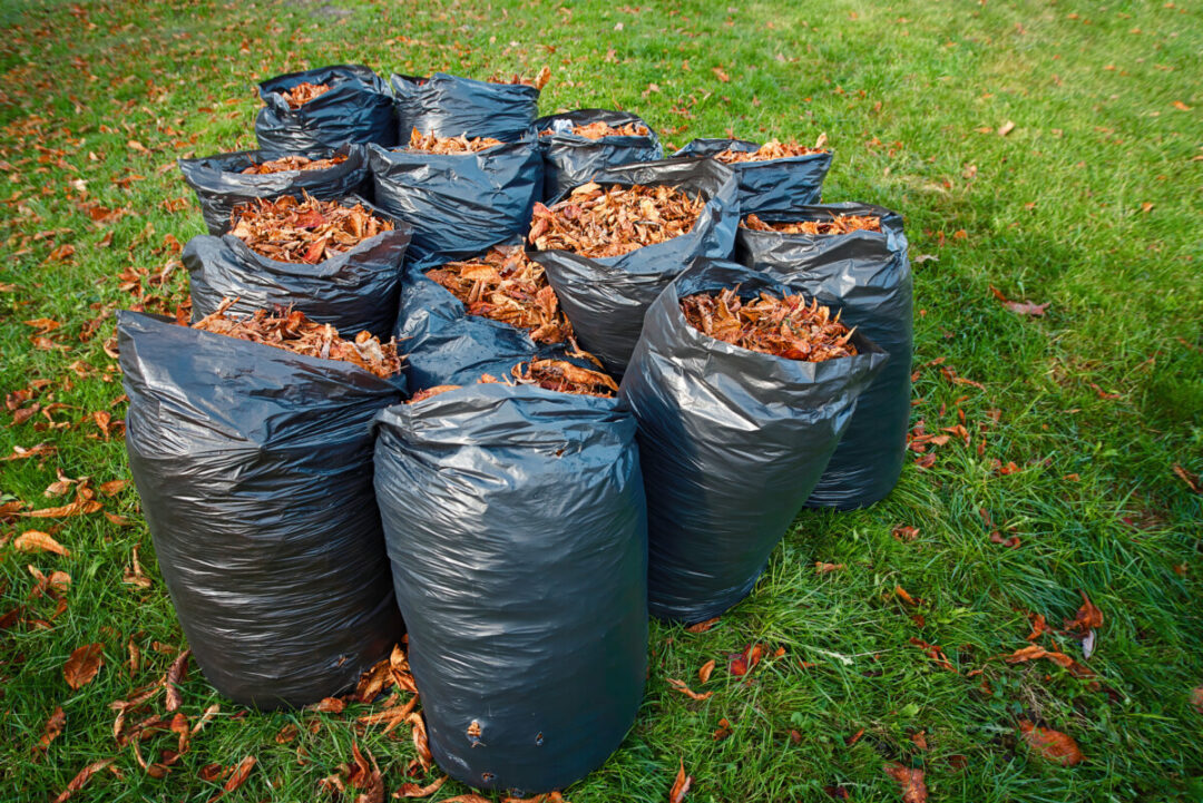 Leave The Leaves! 5 Reasons To Never Bag Up Leaves (& What To Do Instead)