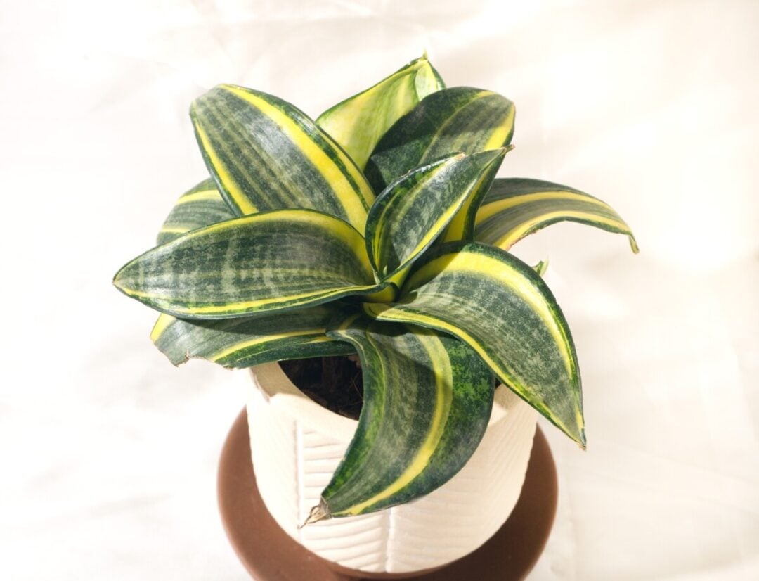 10 Things Every Snake Plant Owner Needs To Know