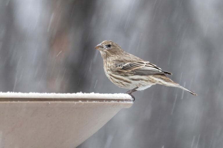 7 Fall Bird Feeding Tips for a Busy Backyard