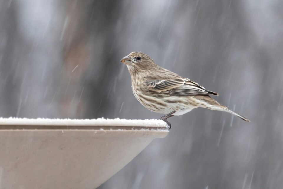 7 Fall Bird Feeding Tips for a Busy Backyard