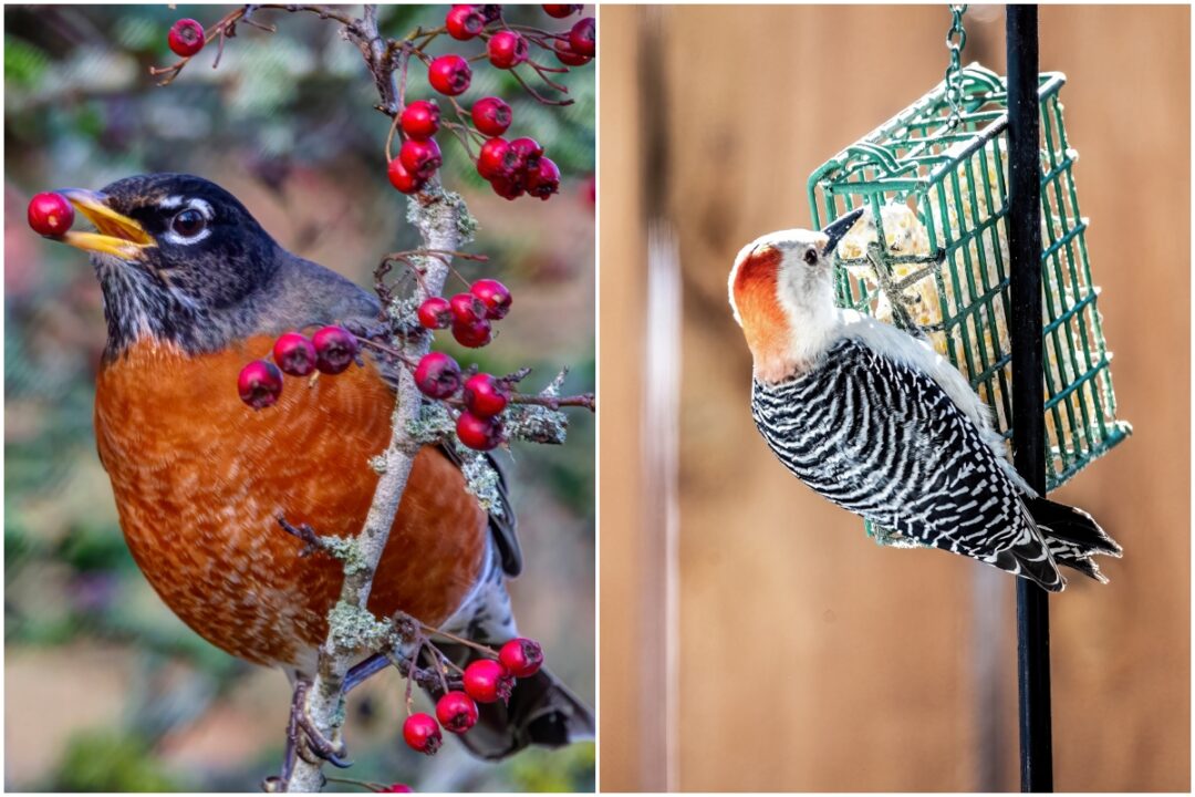 7 Fall Bird Feeding Tips for a Busy Backyard