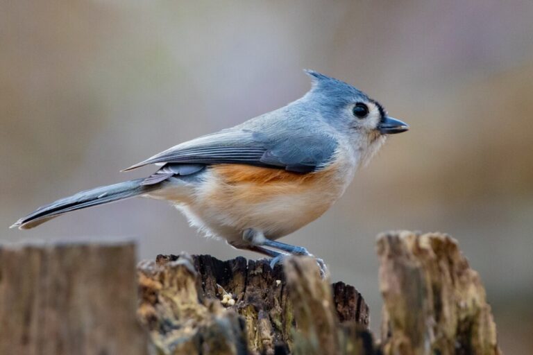 7 Fall Bird Feeding Tips for a Busy Backyard