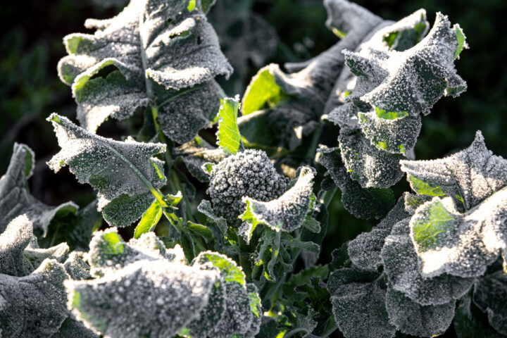 Is it Safe to Eat Vegetables From Your Garden After a Frost?