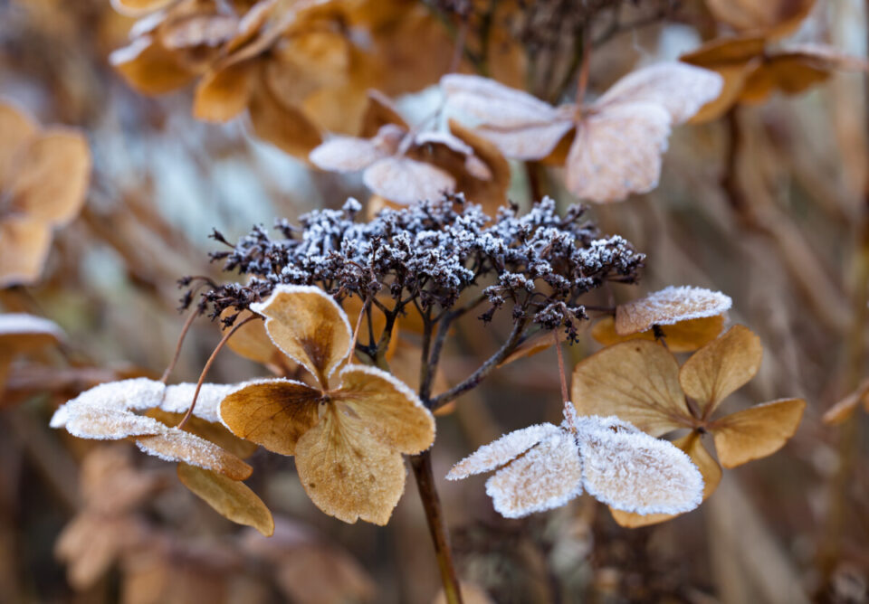 4 Important Fall Hydrangea Jobs (& One Thing You Probably Shouldn't Do)