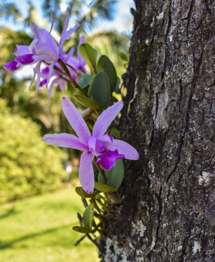 22 Fascinating Things Every Orchid Owner Needs To Know