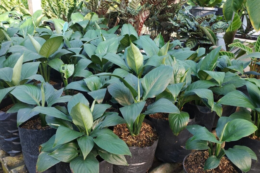 The Real Reason Your Peace Lily Won’t Bloom