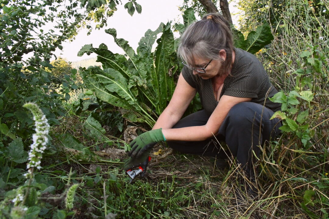 9 Fall Jobs In Your No-Dig Garden - Planting, Harvesting, Mulching & More