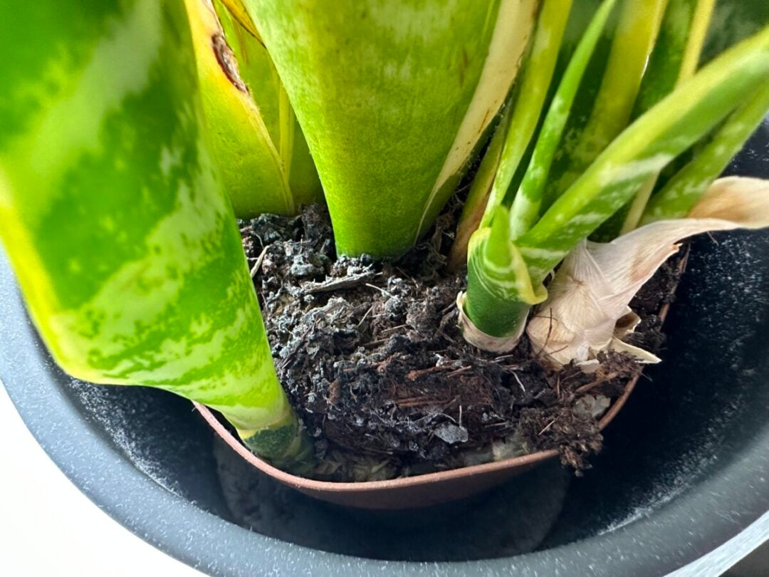 10 Things Every Snake Plant Owner Needs To Know