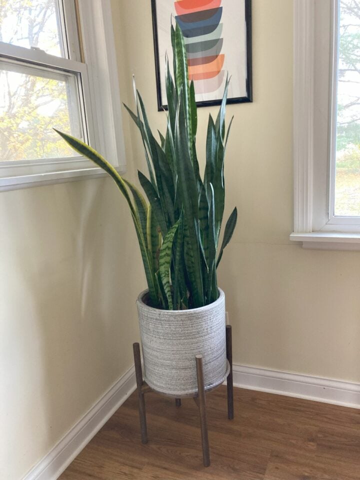 10 Things Every Snake Plant Owner Needs To Know