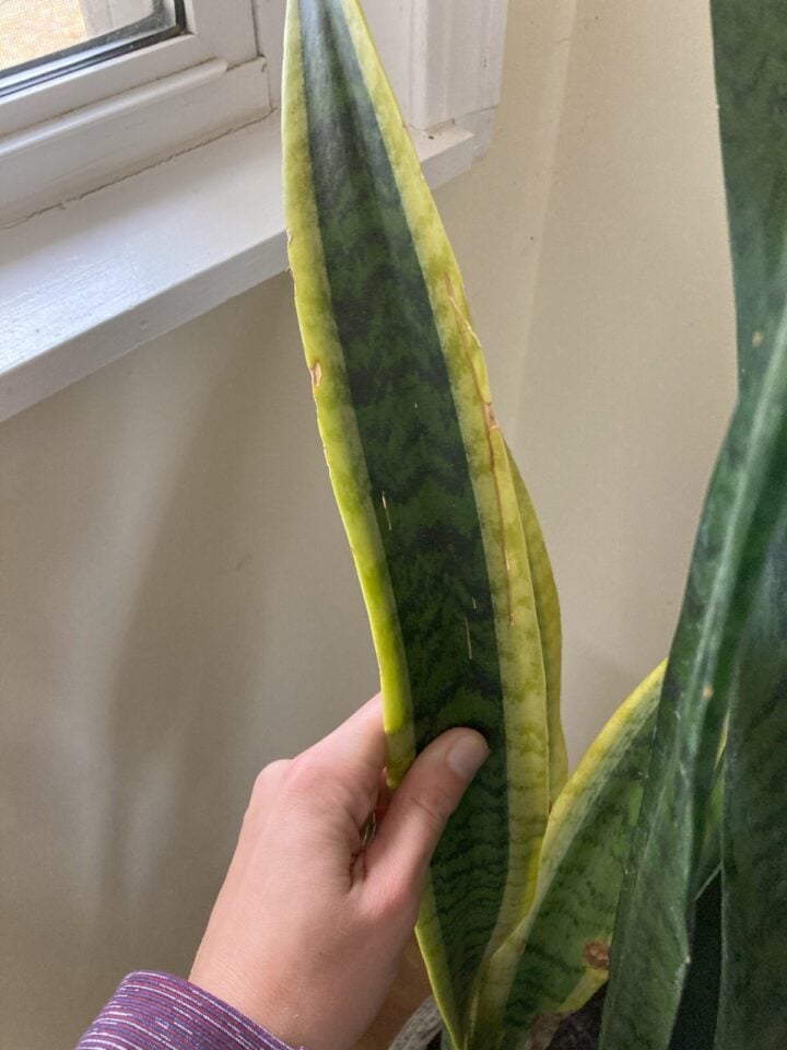 10 Things Every Snake Plant Owner Needs To Know