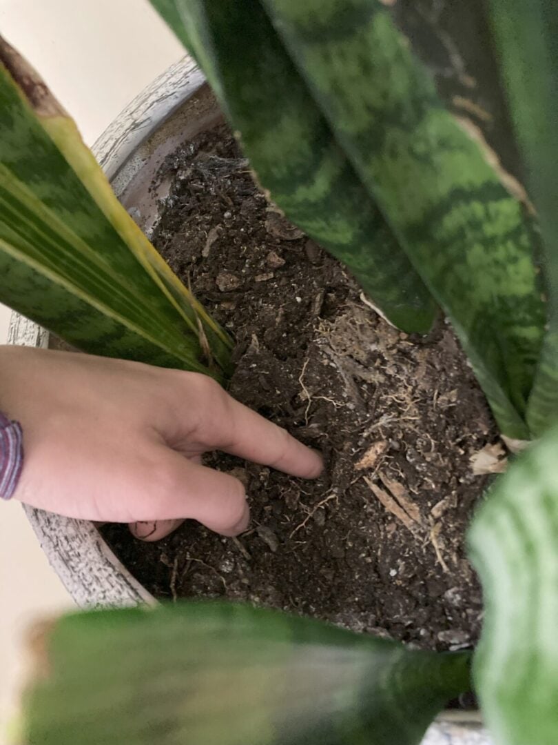 10 Things Every Snake Plant Owner Needs To Know