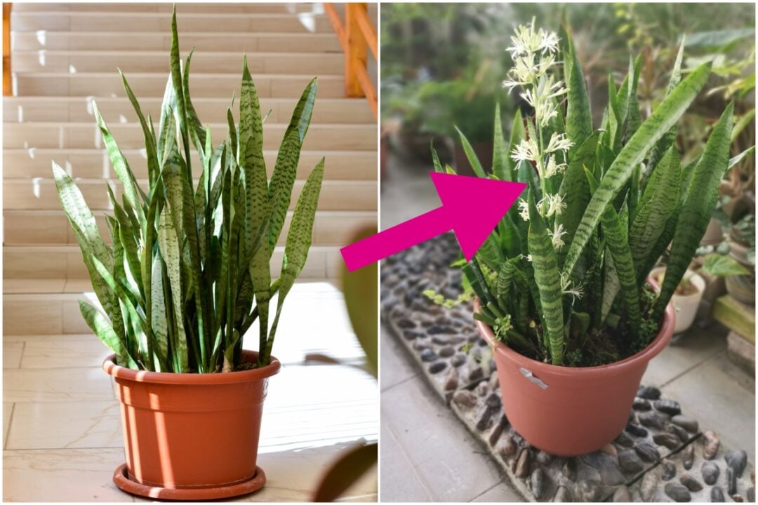 10 Things Every Snake Plant Owner Needs To Know