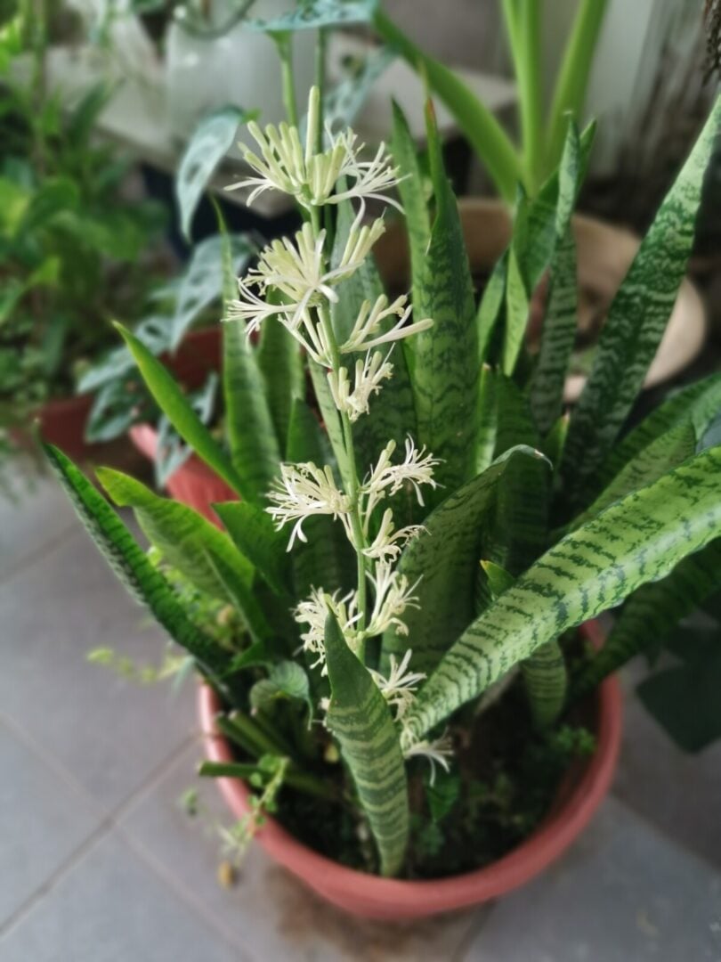 10 Things Every Snake Plant Owner Needs To Know