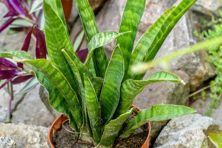 10 Things Every Snake Plant Owner Needs To Know