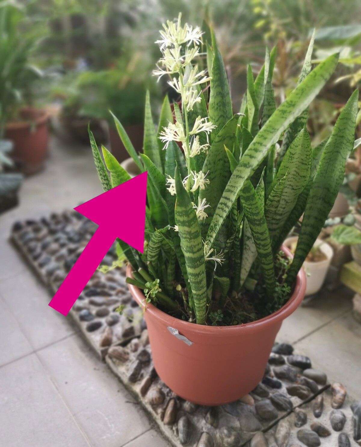 How to Get a Snake Plant to Flower