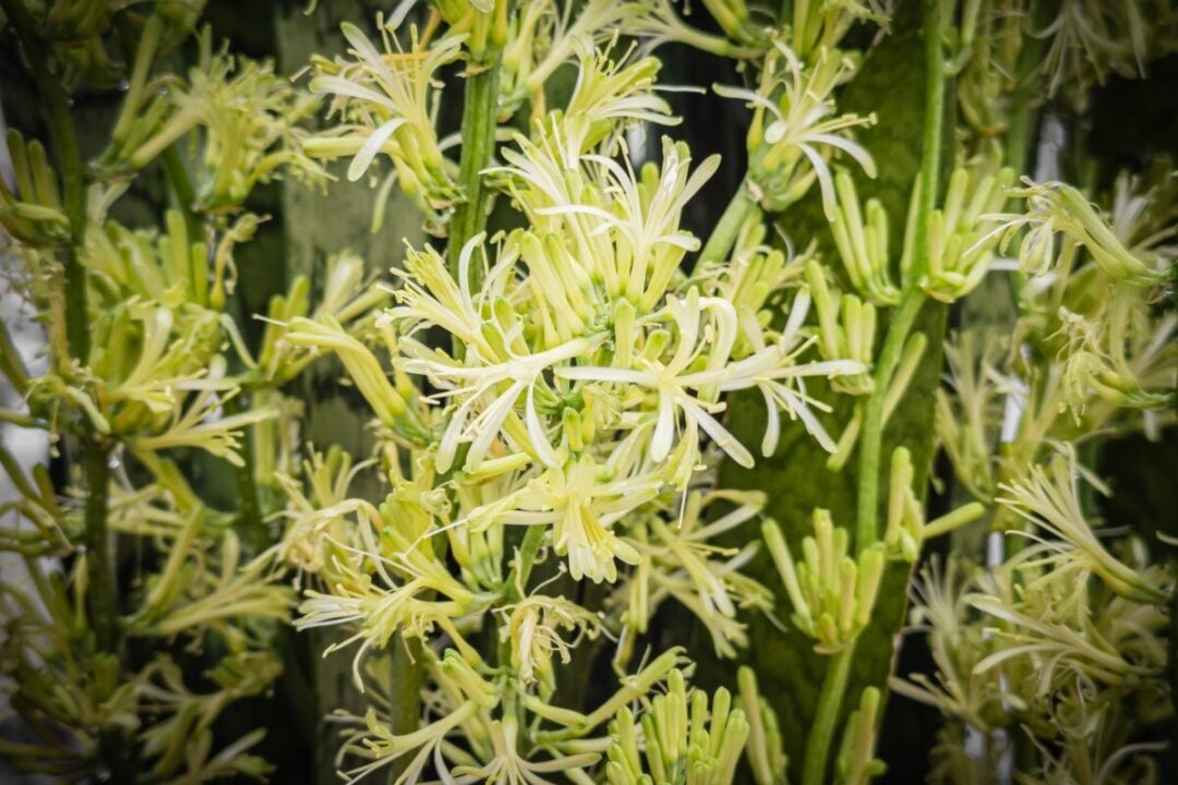 How to Get a Snake Plant to Flower