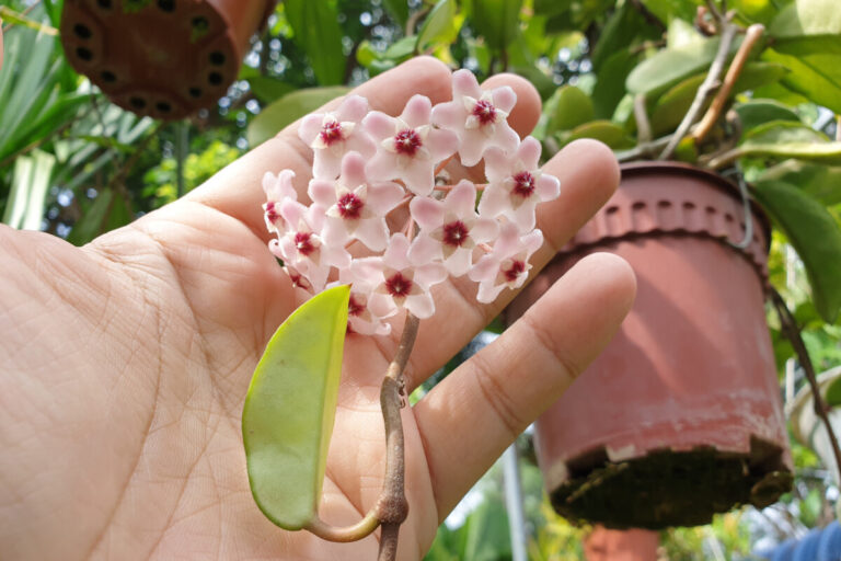 How to Get Your Hoya to Bloom - The Stunning Flower You Need to See to ...