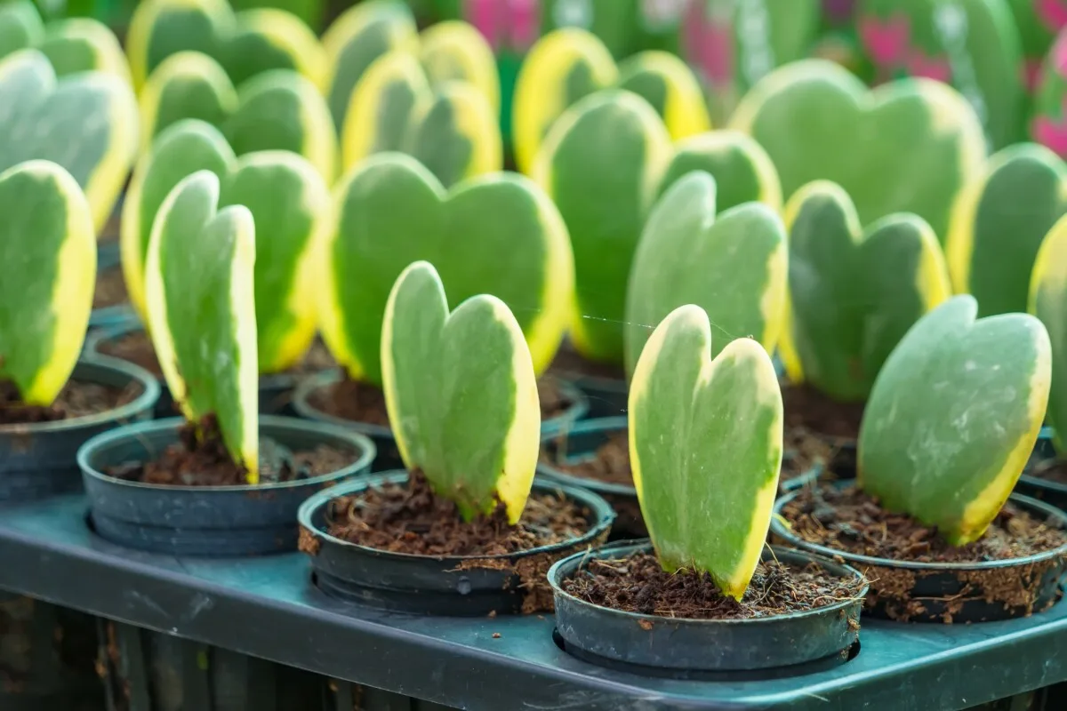 How to Get Your Hoya to Bloom - The Stunning Flower You Need to See to ...