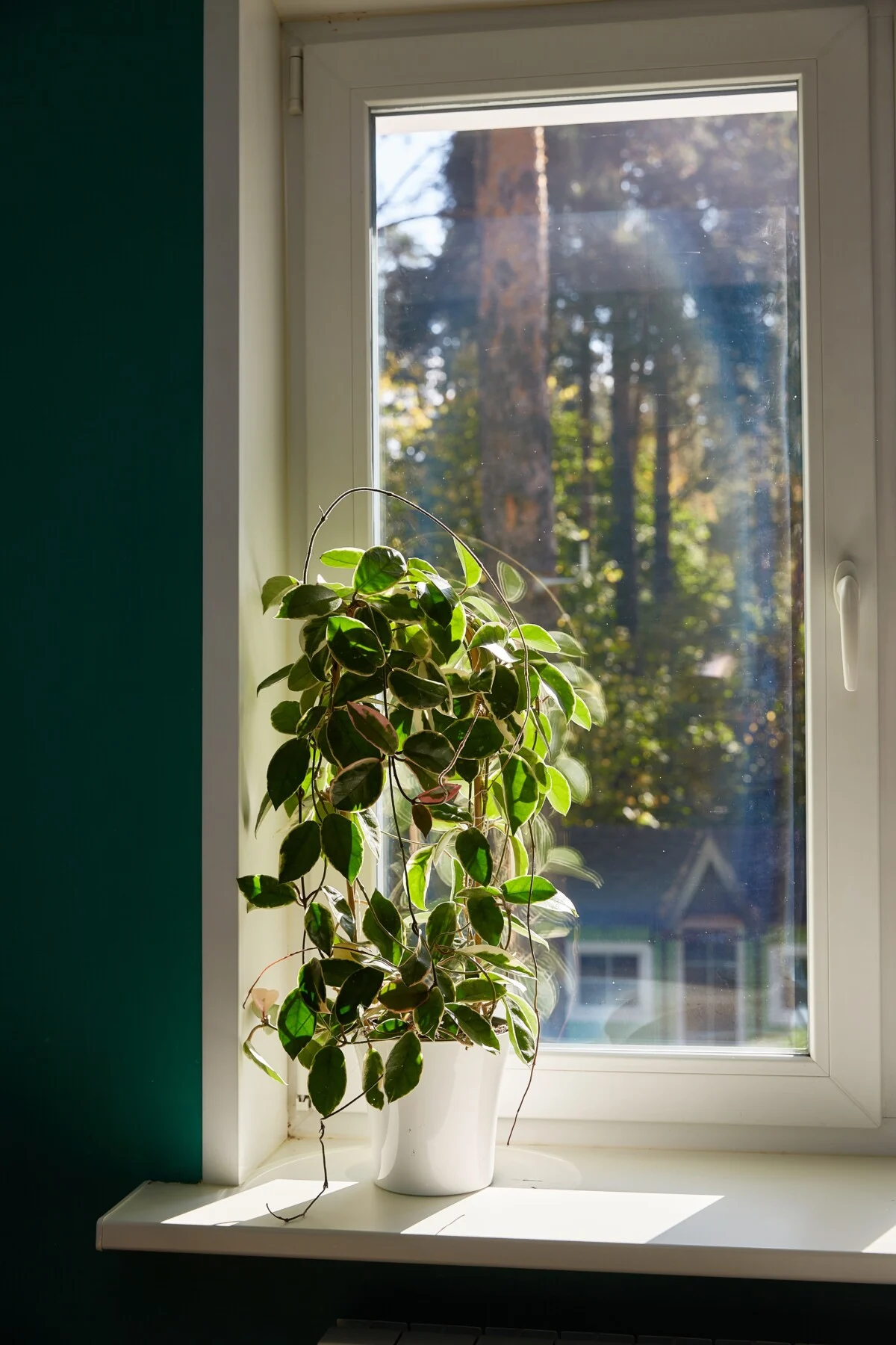 How to Get Your Hoya to Bloom - The Stunning Flower You Need to See to ...