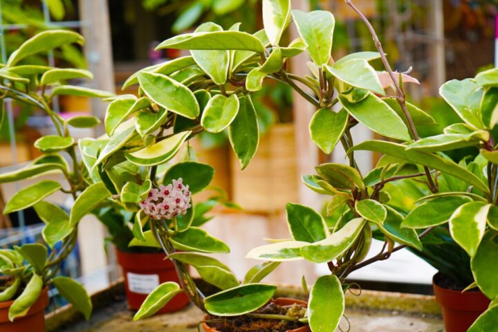 How to Get Your Hoya to Bloom - The Stunning Flower You Need to See to ...