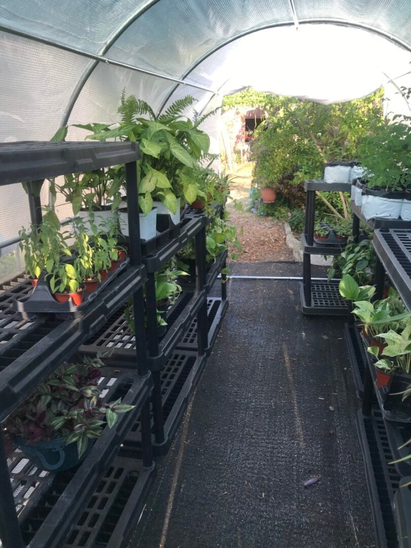 My Brilliant Hack to Protect Plants from Frost and Cold Snaps in the South