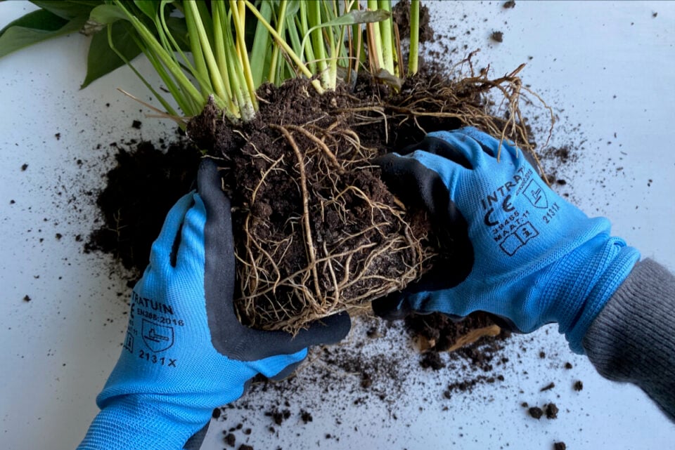 The Warning Signs that Your Peace Lily Needs Repotting & How to Do It