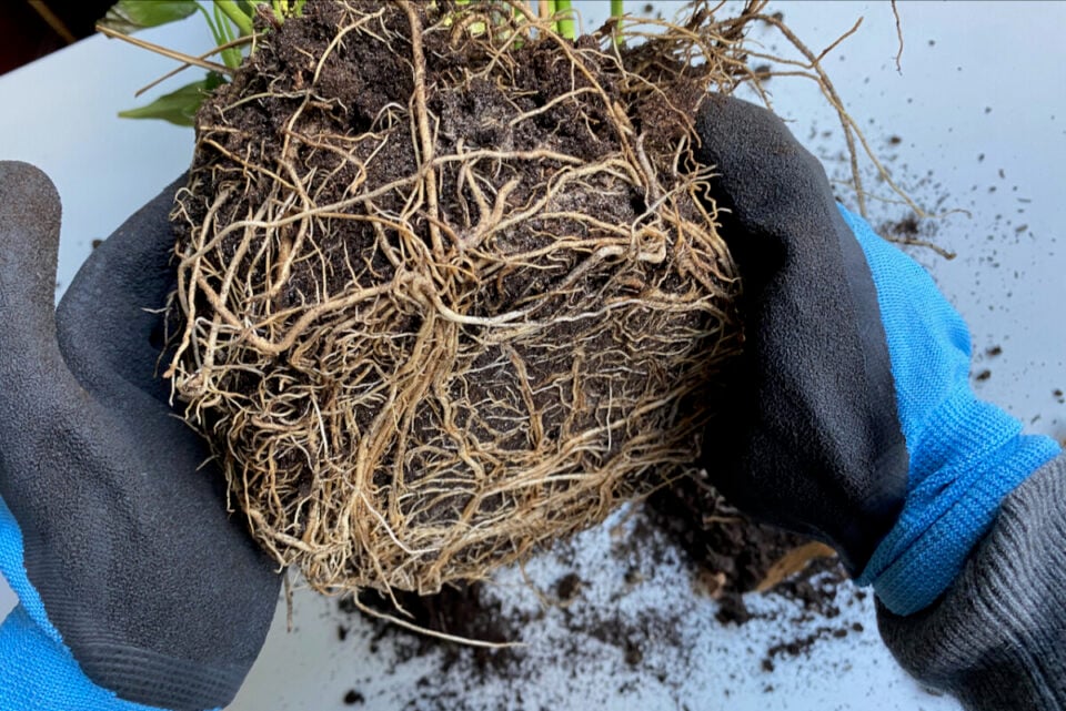 The Warning Signs that Your Peace Lily Needs Repotting & How to Do It