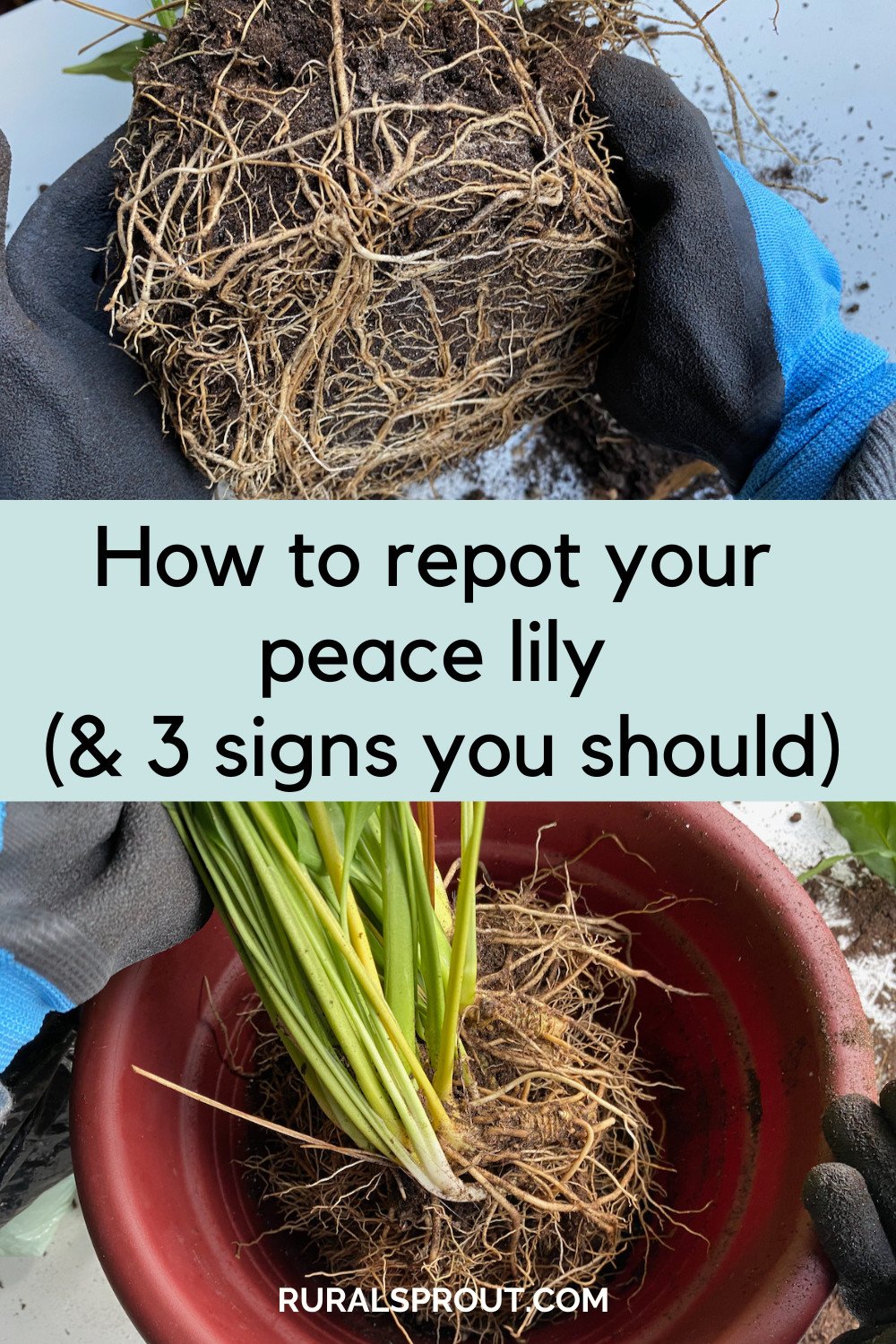 The Warning Signs that Your Peace Lily Needs Repotting & How to Do It