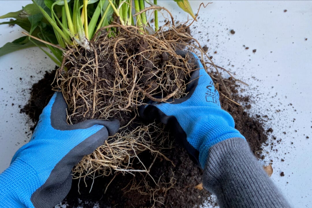 The Warning Signs that Your Peace Lily Needs Repotting & How to Do It