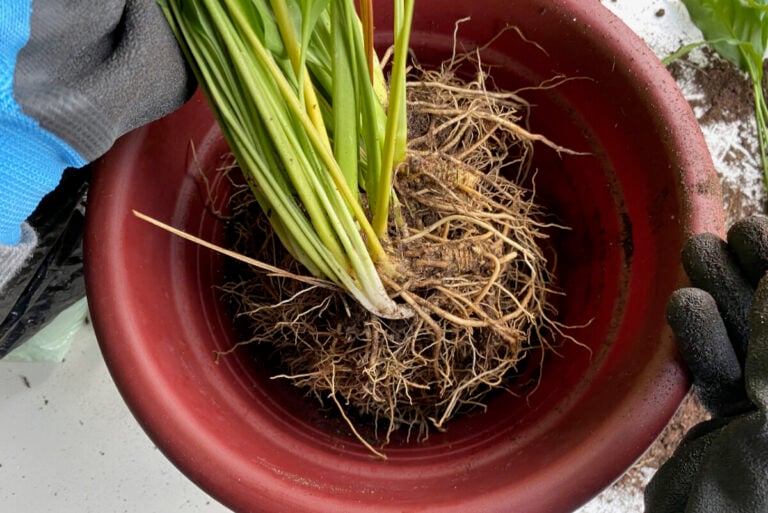 The Warning Signs that Your Peace Lily Needs Repotting & How to Do It