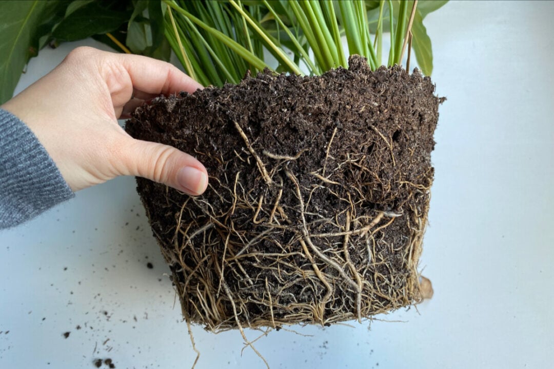 The Warning Signs that Your Peace Lily Needs Repotting & How to Do It