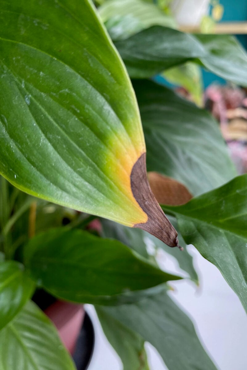 The Warning Signs that Your Peace Lily Needs Repotting & How to Do It