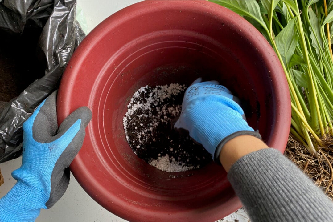 The Warning Signs that Your Peace Lily Needs Repotting & How to Do It