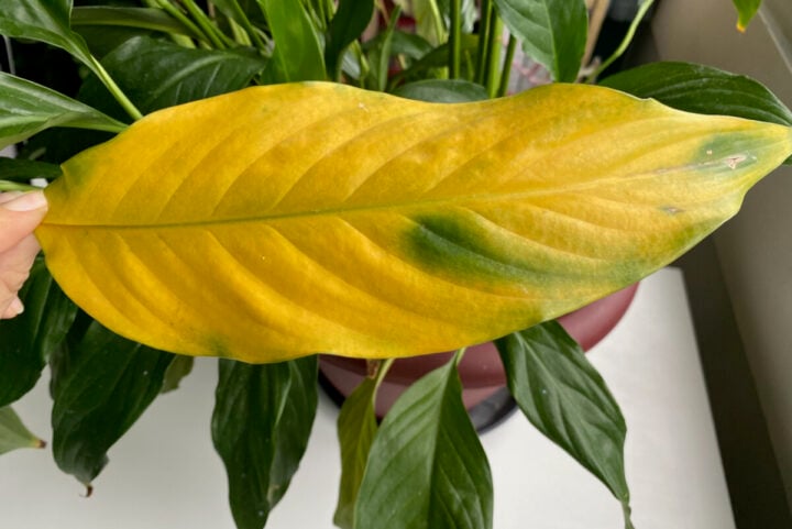 The Warning Signs that Your Peace Lily Needs Repotting & How to Do It