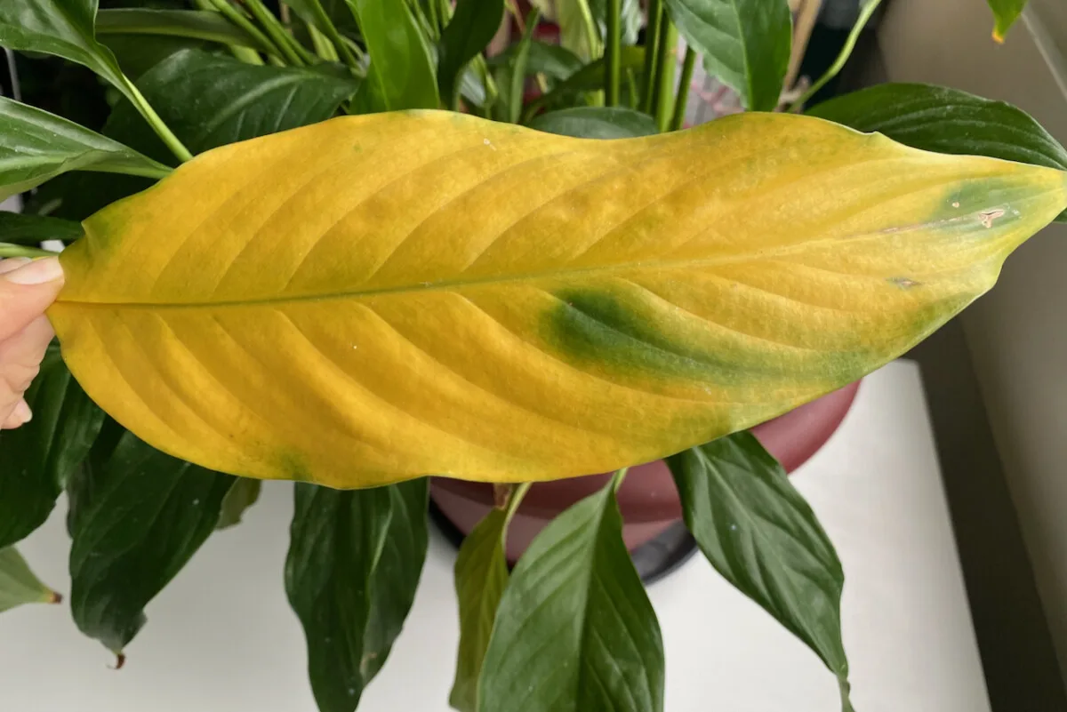 The Warning Signs that Your Peace Lily Needs Repotting & How to Do It