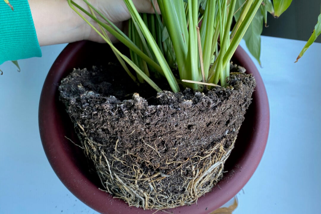 The Warning Signs that Your Peace Lily Needs Repotting & How to Do It