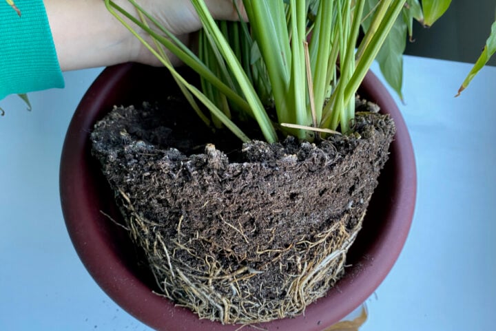 The Warning Signs that Your Peace Lily Needs Repotting & How to Do It
