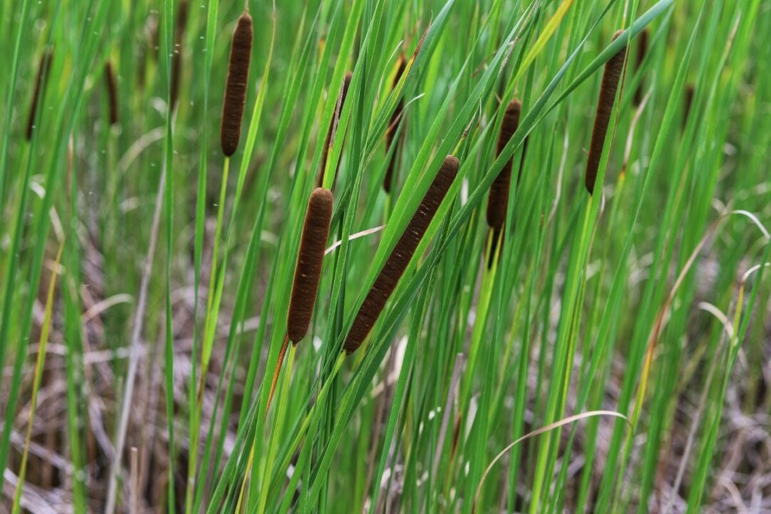 15 Reasons To Forage For Cattail All Year Round