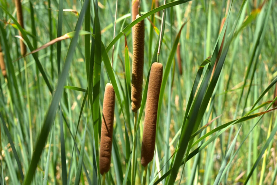 15 Reasons To Forage For Cattail All Year Round