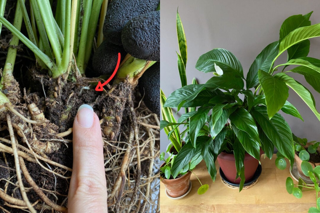 The Warning Signs that Your Peace Lily Needs Repotting & How to Do It
