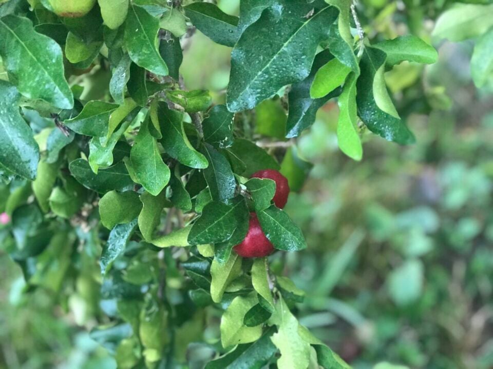 My Brilliant Hack to Protect Plants from Frost and Cold Snaps in the South